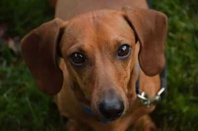 About - Raw Dog Food and Company